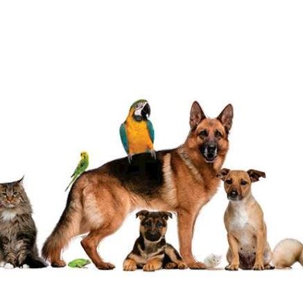 Grupo De WhatsApp Bem Estar Dos Pets